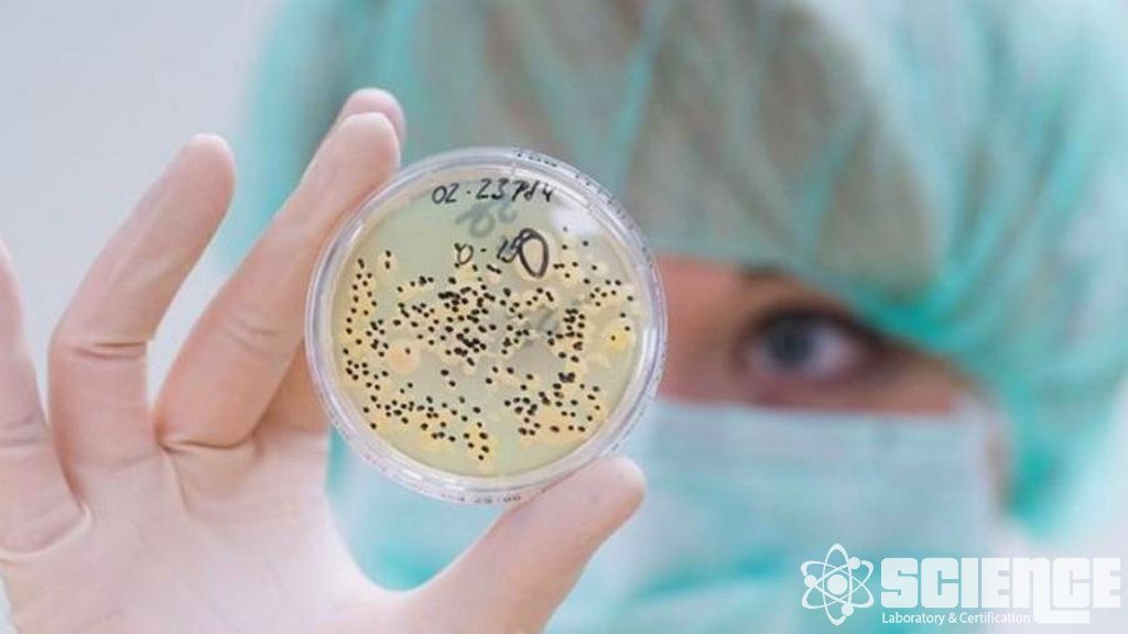 Subacute and Subchronic Toxicity Test